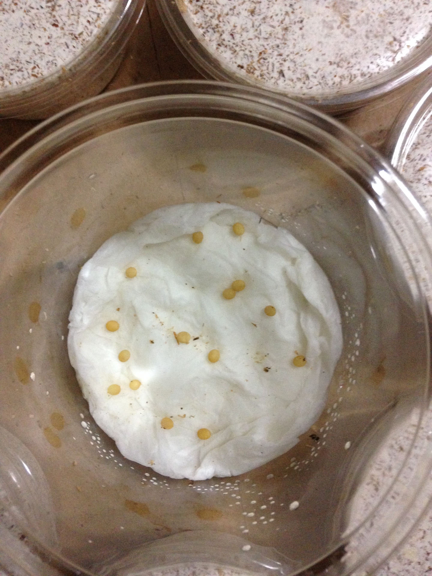 ドンキエル産卵セット割り出し（2回目）: 金魚・クワガタ飼育部屋